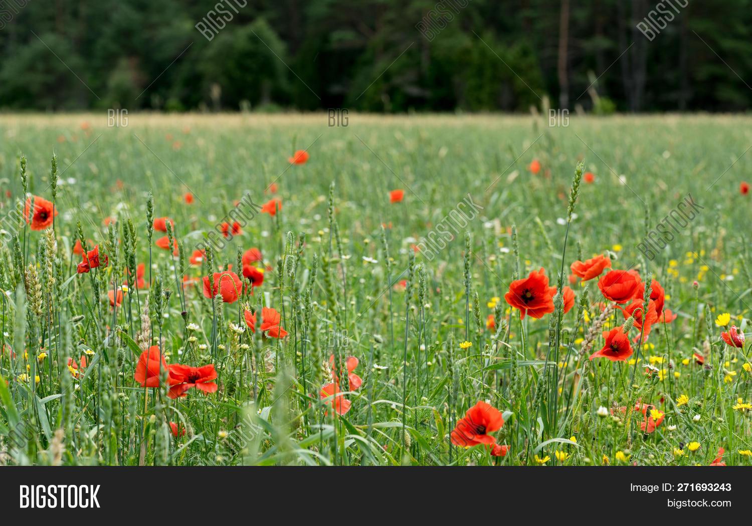 Red Long-headed Poppy Image & Photo (Free Trial) | Bigstock