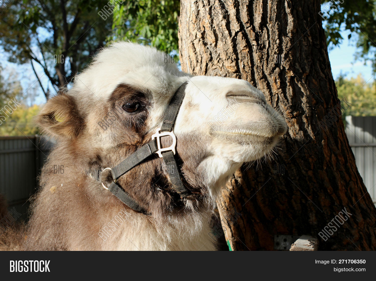 Fluffy Head Camel Image & Photo (Free Trial) | Bigstock