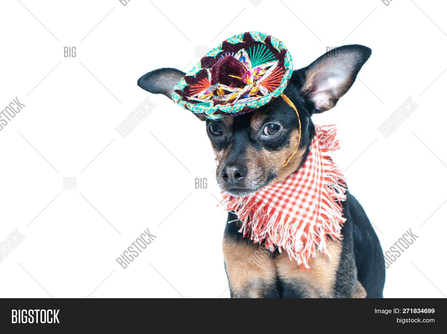 Mexican, Dog, , Image & Photo (Free Trial) | Bigstock
