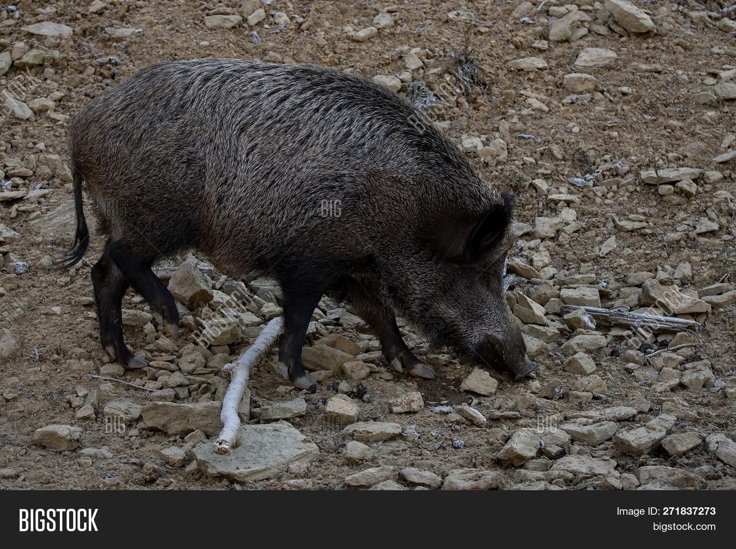 Wild Boar (sus Scrofa Image & Photo (Free Trial) | Bigstock