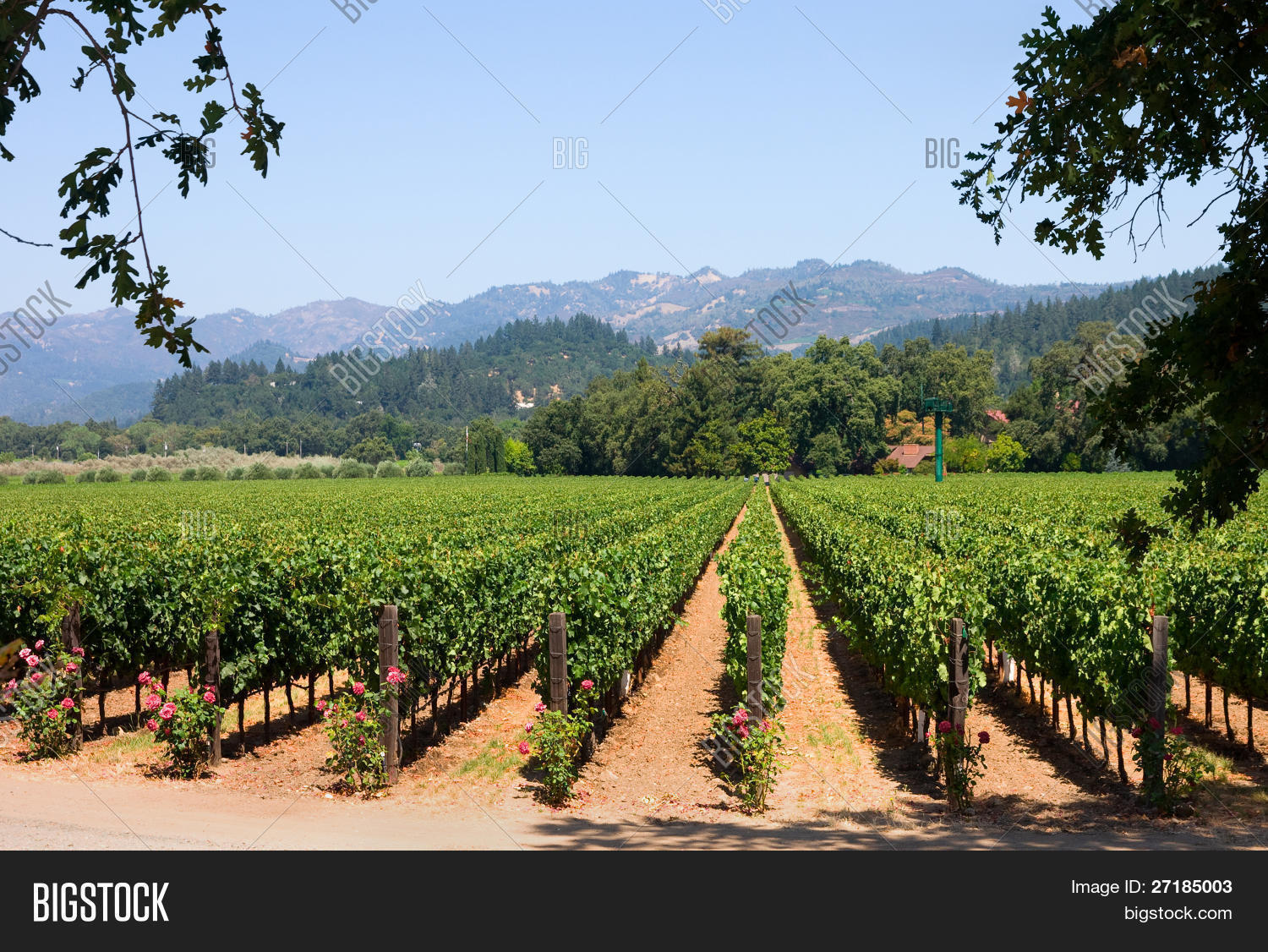 Vineyard California Image & Photo (Free Trial) | Bigstock