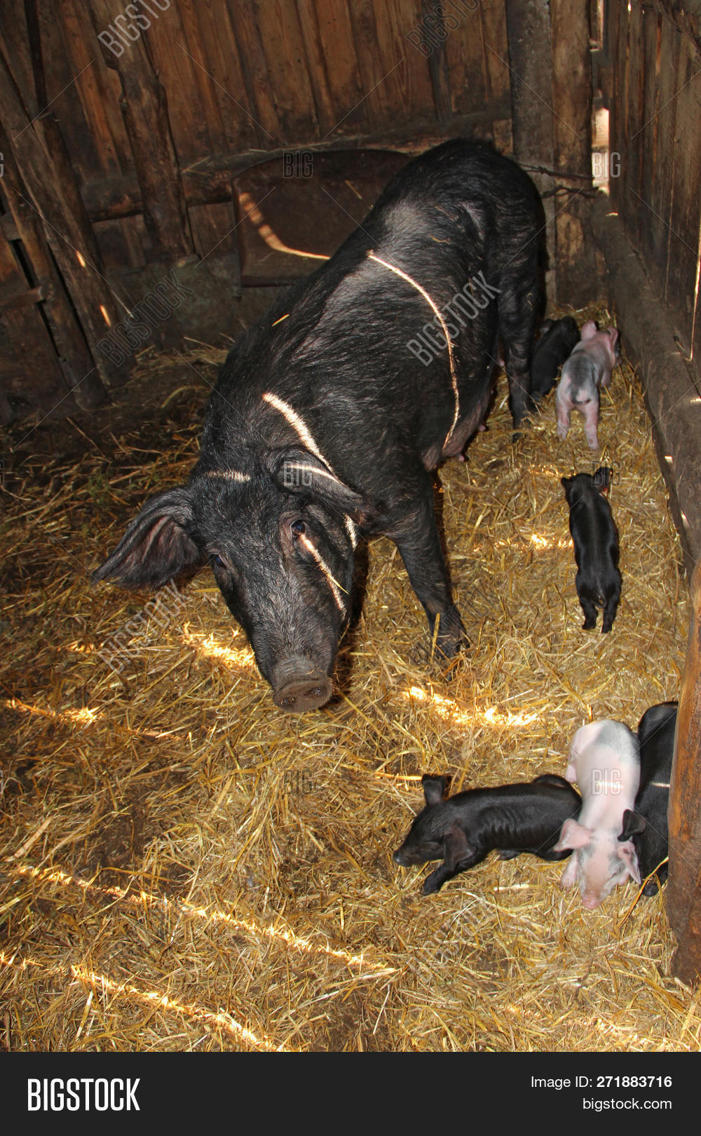 Pig Mother Pigs Barn. Image & Photo (Free Trial) | Bigstock