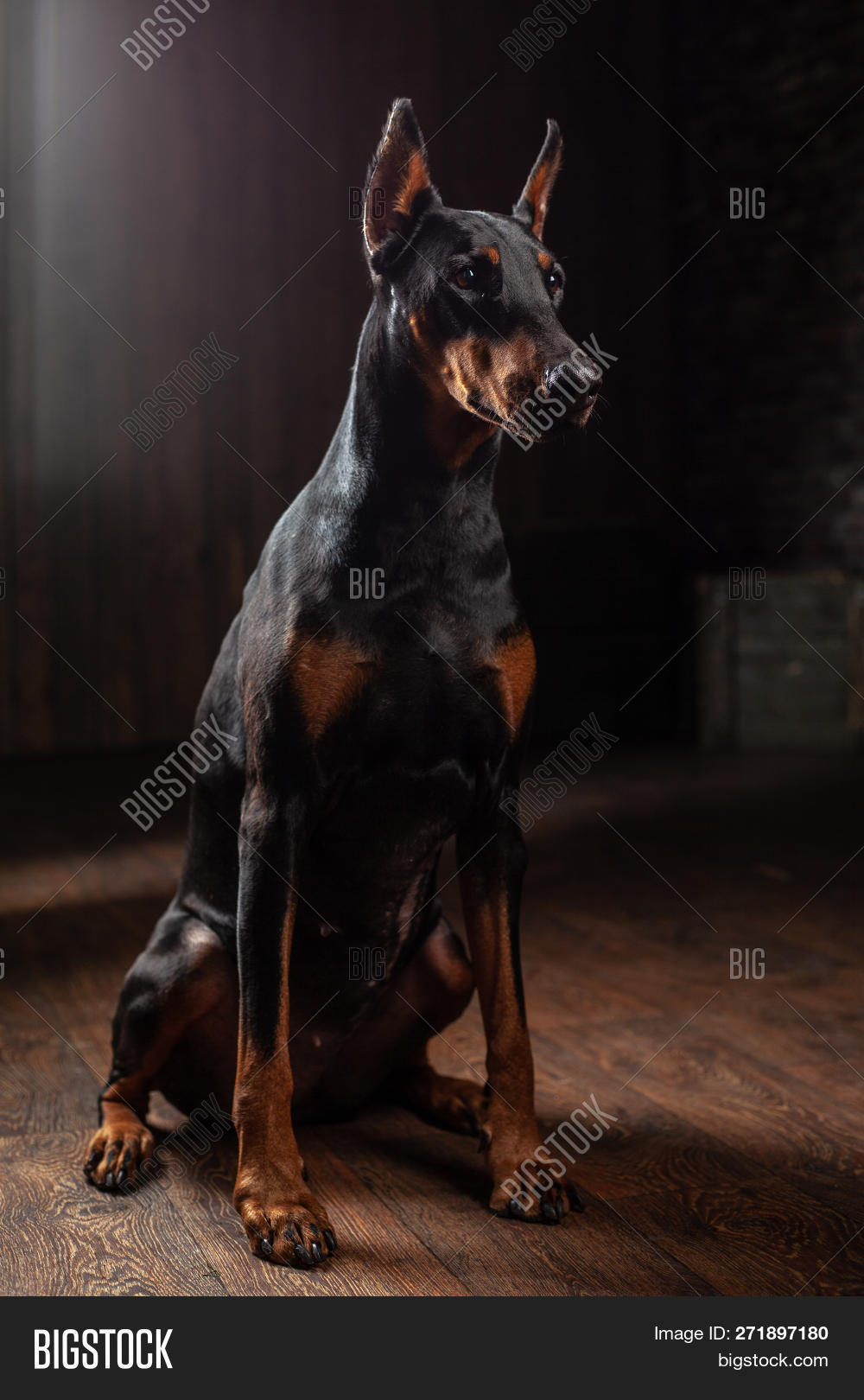 Portrait Doberman On Image & Photo (Free Trial) | Bigstock