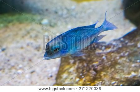 Blue Dolphin Fish, Image & Photo (Free Trial) | Bigstock