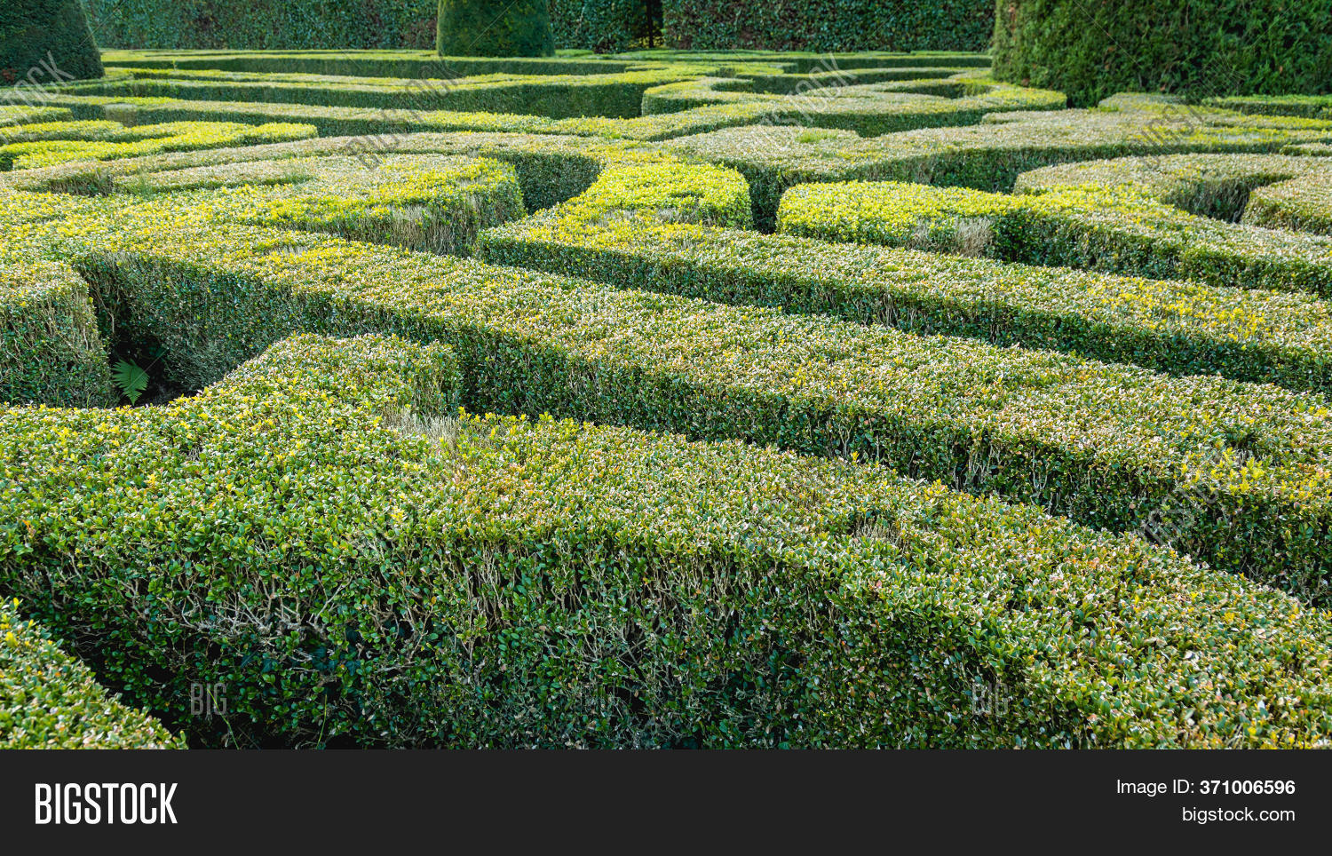 Natural Hedge Image & Photo (Free Trial) | Bigstock