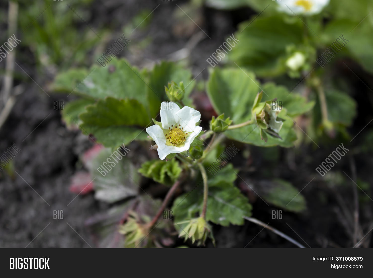 Flower Strawberry Image & Photo (Free Trial) | Bigstock