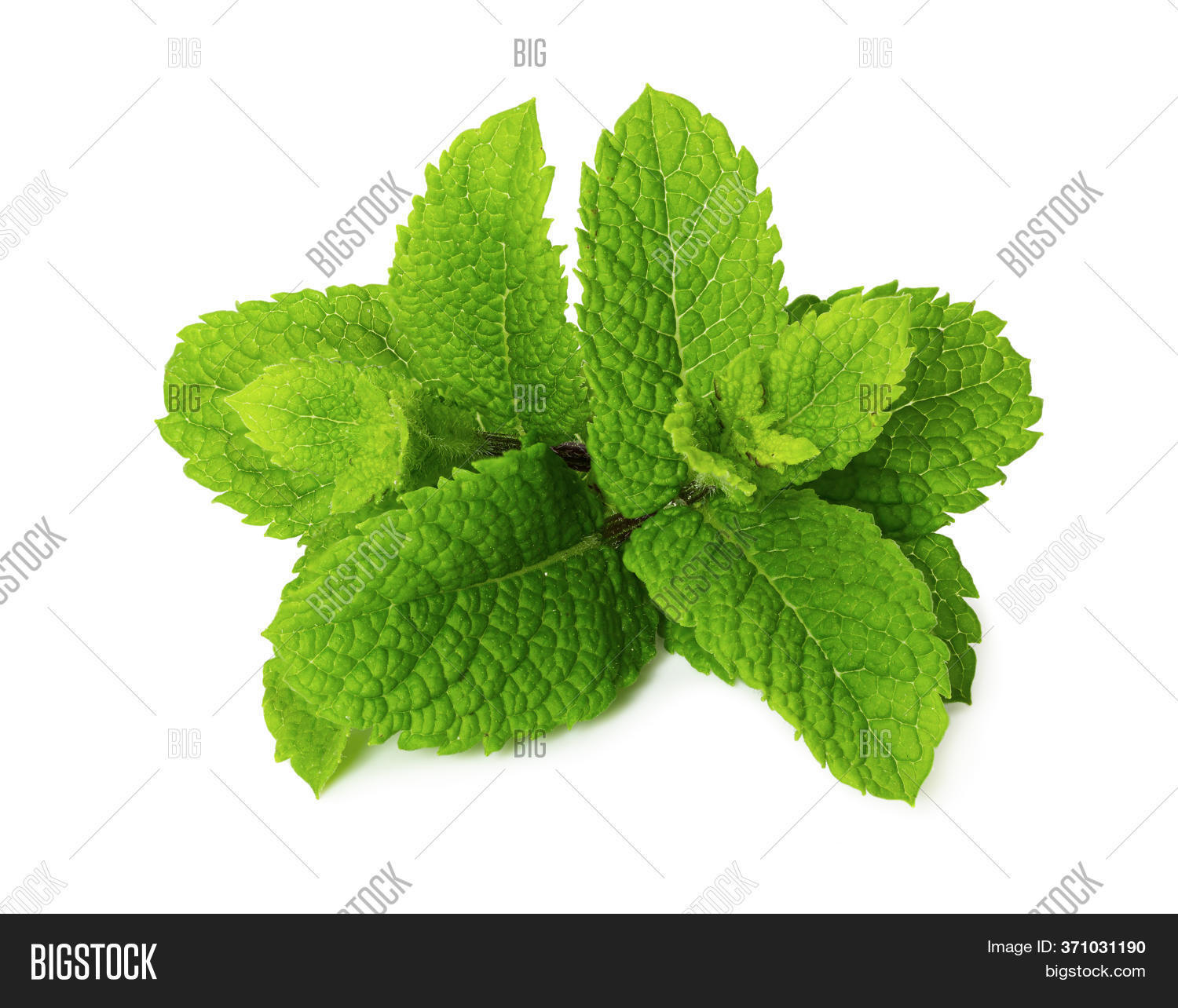 Fresh Peppermint Image & Photo (Free Trial) | Bigstock