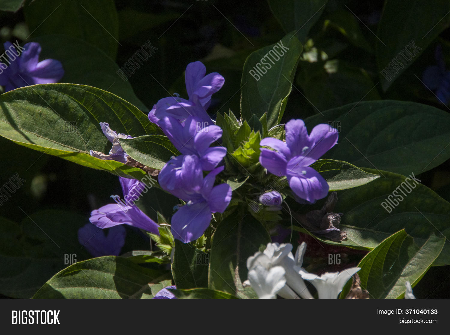 Barleria Cristata, Image & Photo (Free Trial) | Bigstock