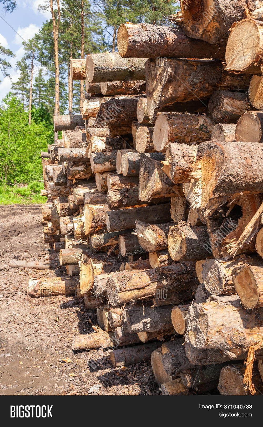 Freshly Cut Tree Image & Photo (Free Trial) | Bigstock