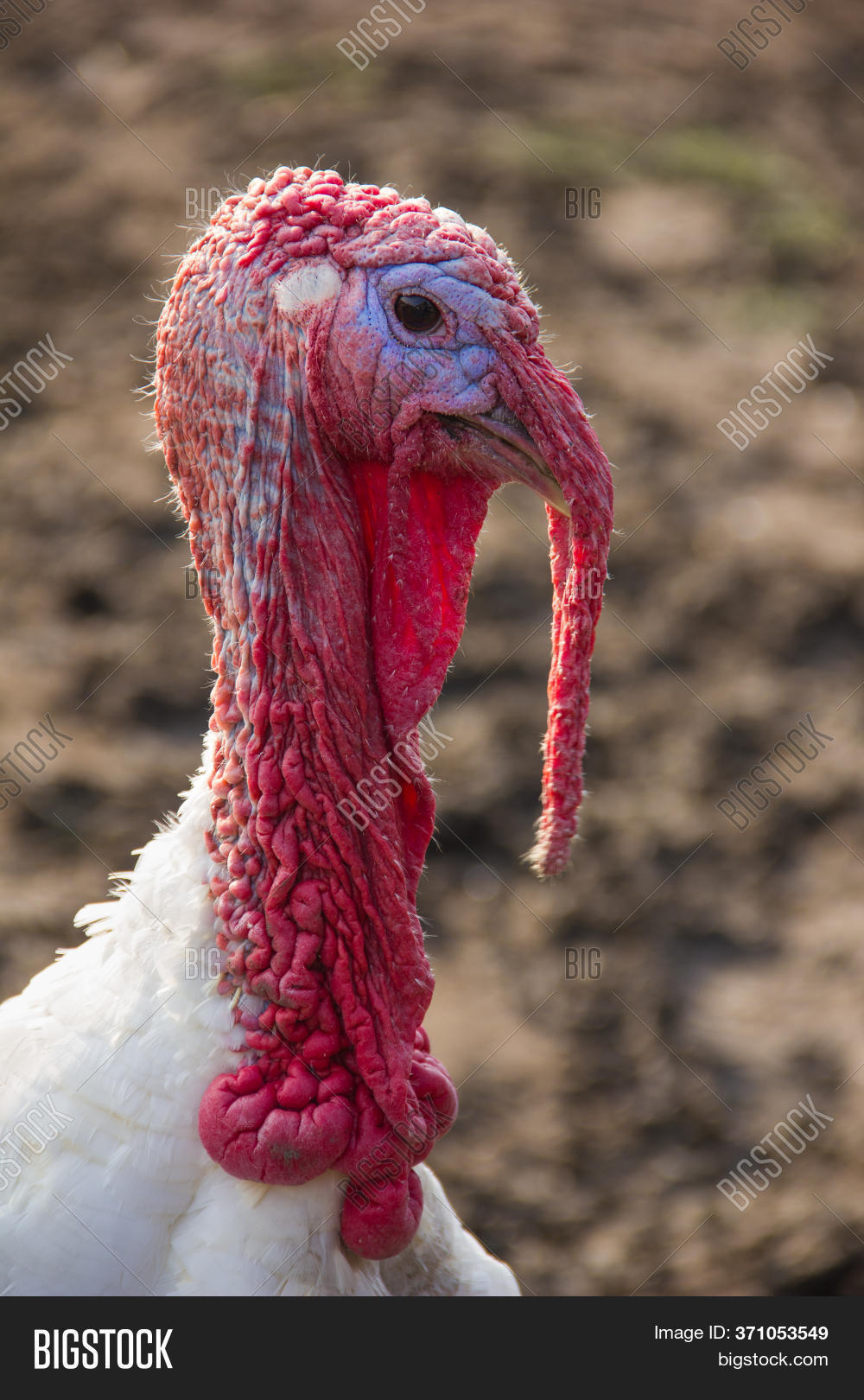 Head Gobbler Close-. Image & Photo (Free Trial) | Bigstock