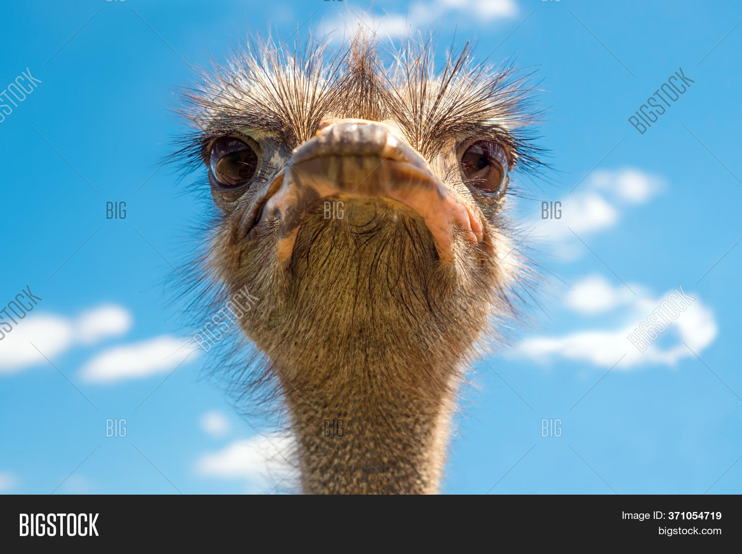 Ostrich Head
