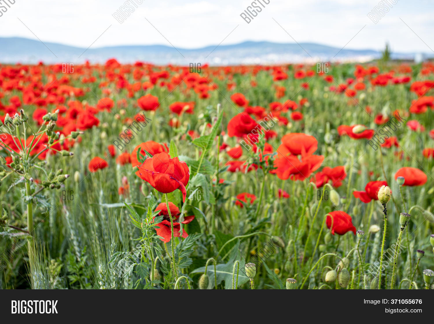Flowers Red Poppies Image & Photo (Free Trial) | Bigstock