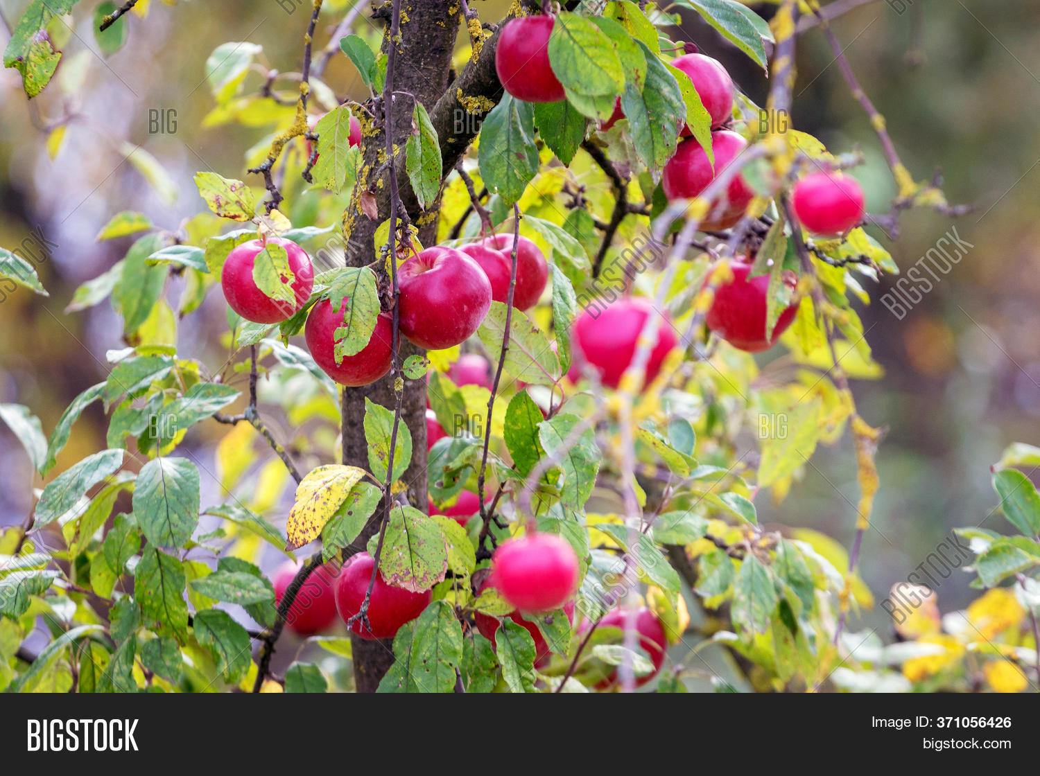 Red Ripe Juicy Apples Image & Photo (Free Trial) | Bigstock
