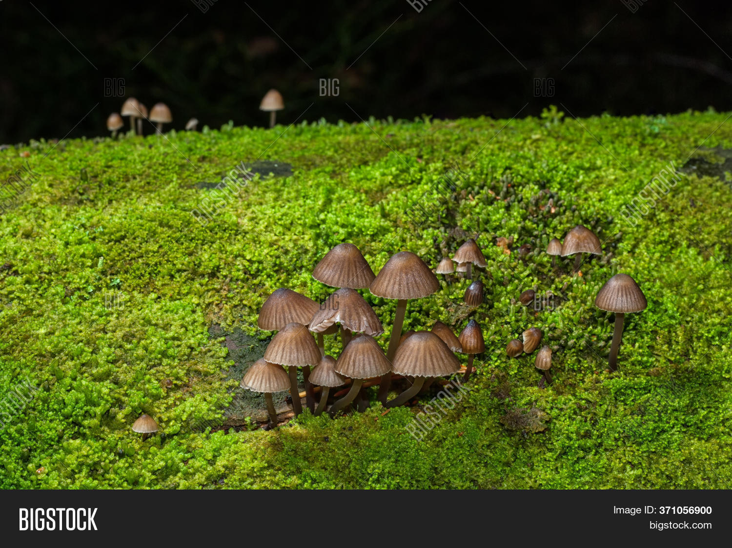 Bunch Brown Toadstools Image & Photo (Free Trial) | Bigstock