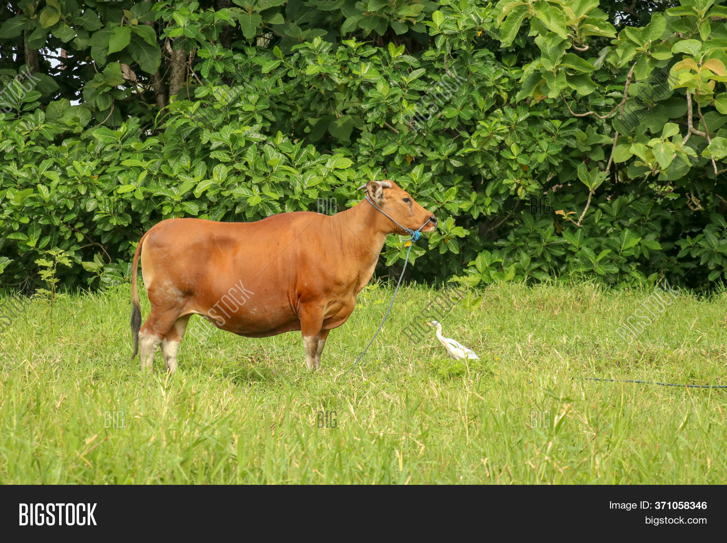 Brown Cow Standing Image & Photo (Free Trial) | Bigstock