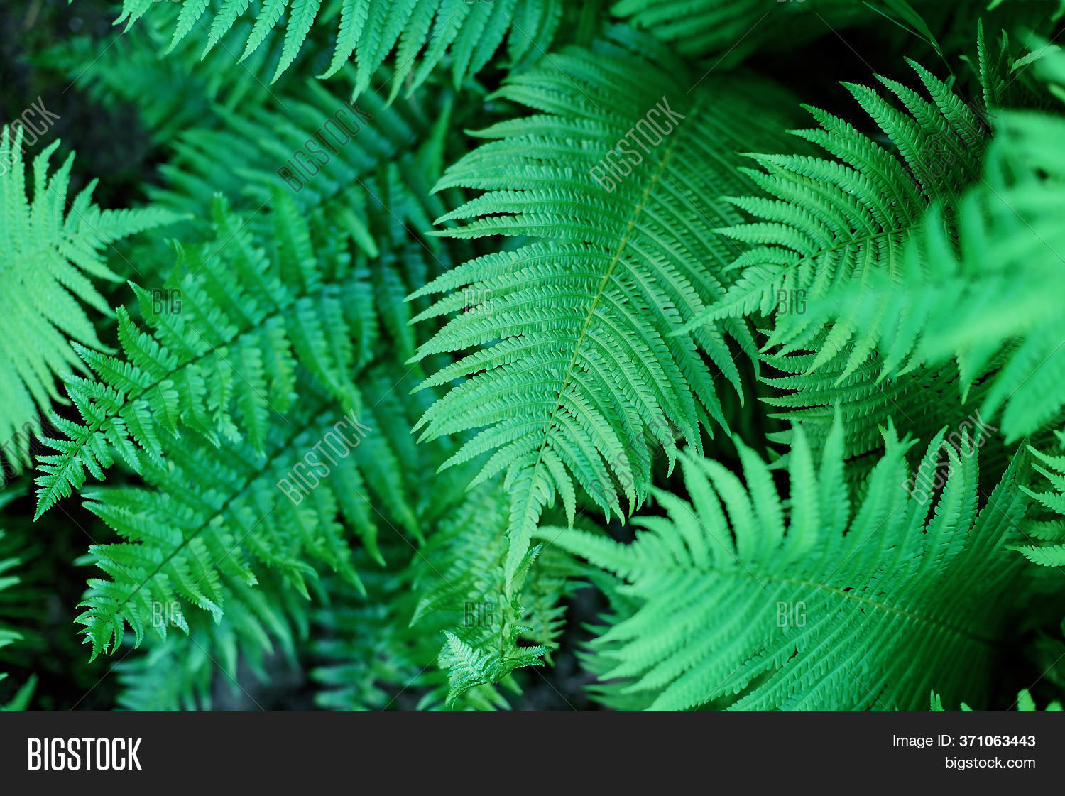 Green Fern Leaves Image & Photo (Free Trial) | Bigstock