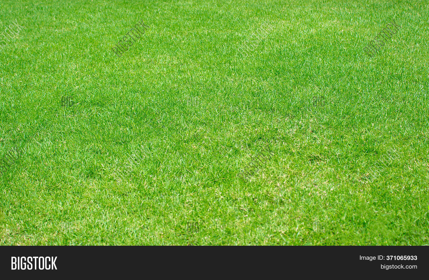 Green Lawn Pattern Image & Photo (Free Trial) | Bigstock