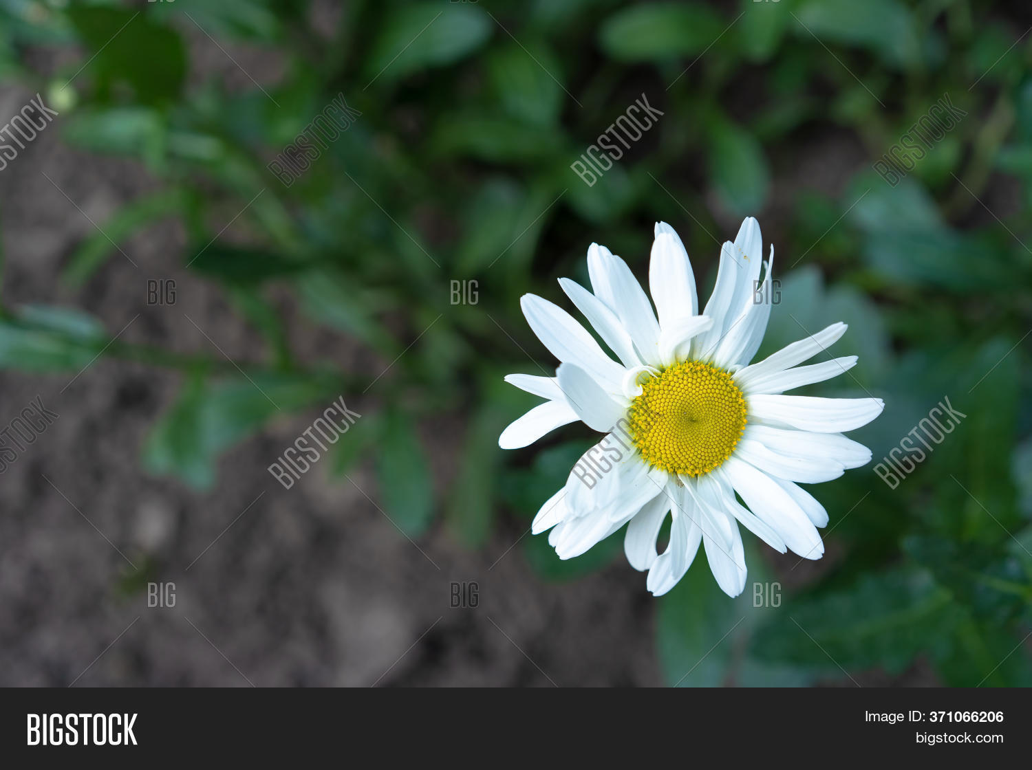 Chamomile Growing Image & Photo (Free Trial) | Bigstock