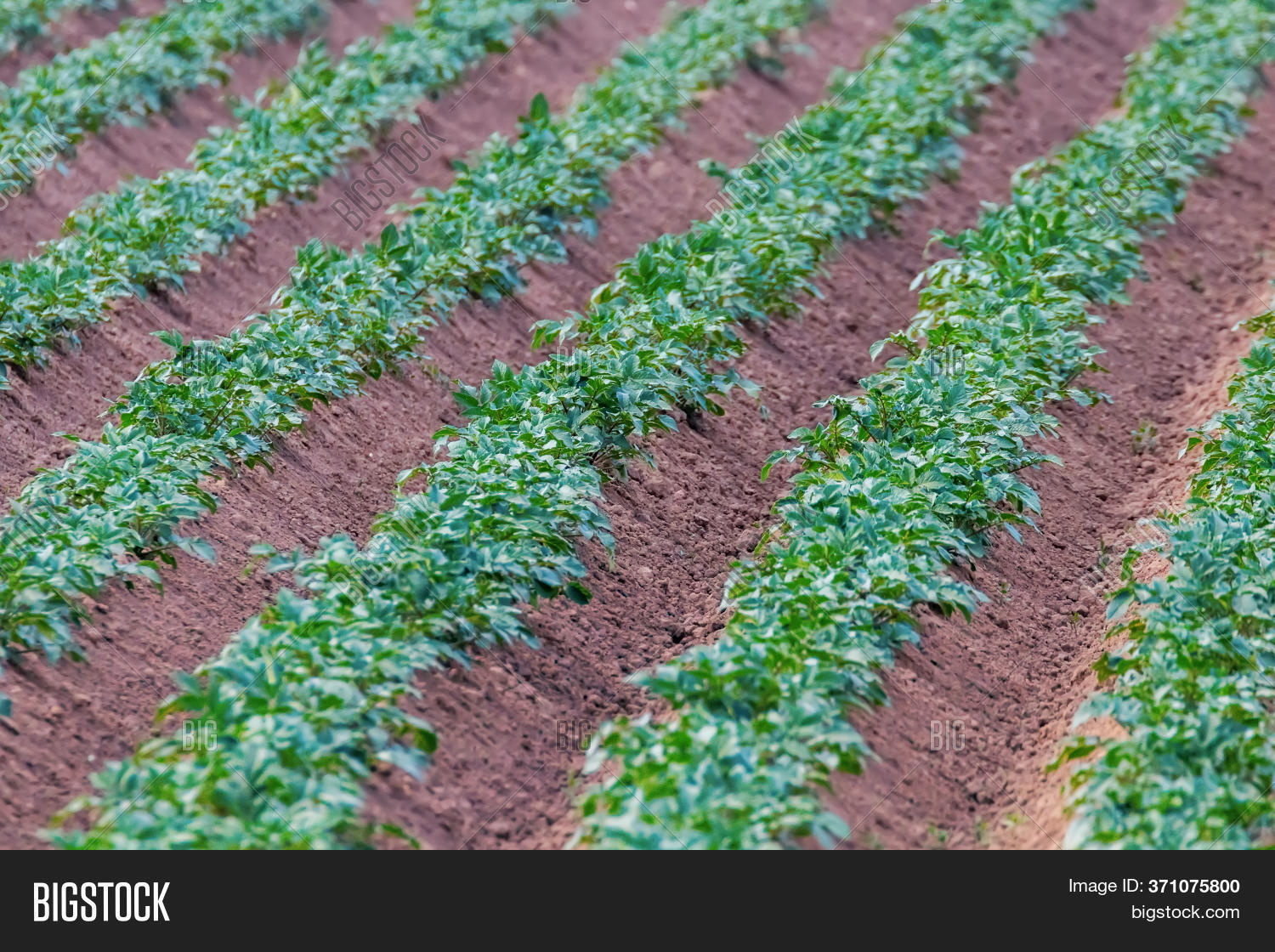 Potato Crops Row, Image & Photo (Free Trial) | Bigstock