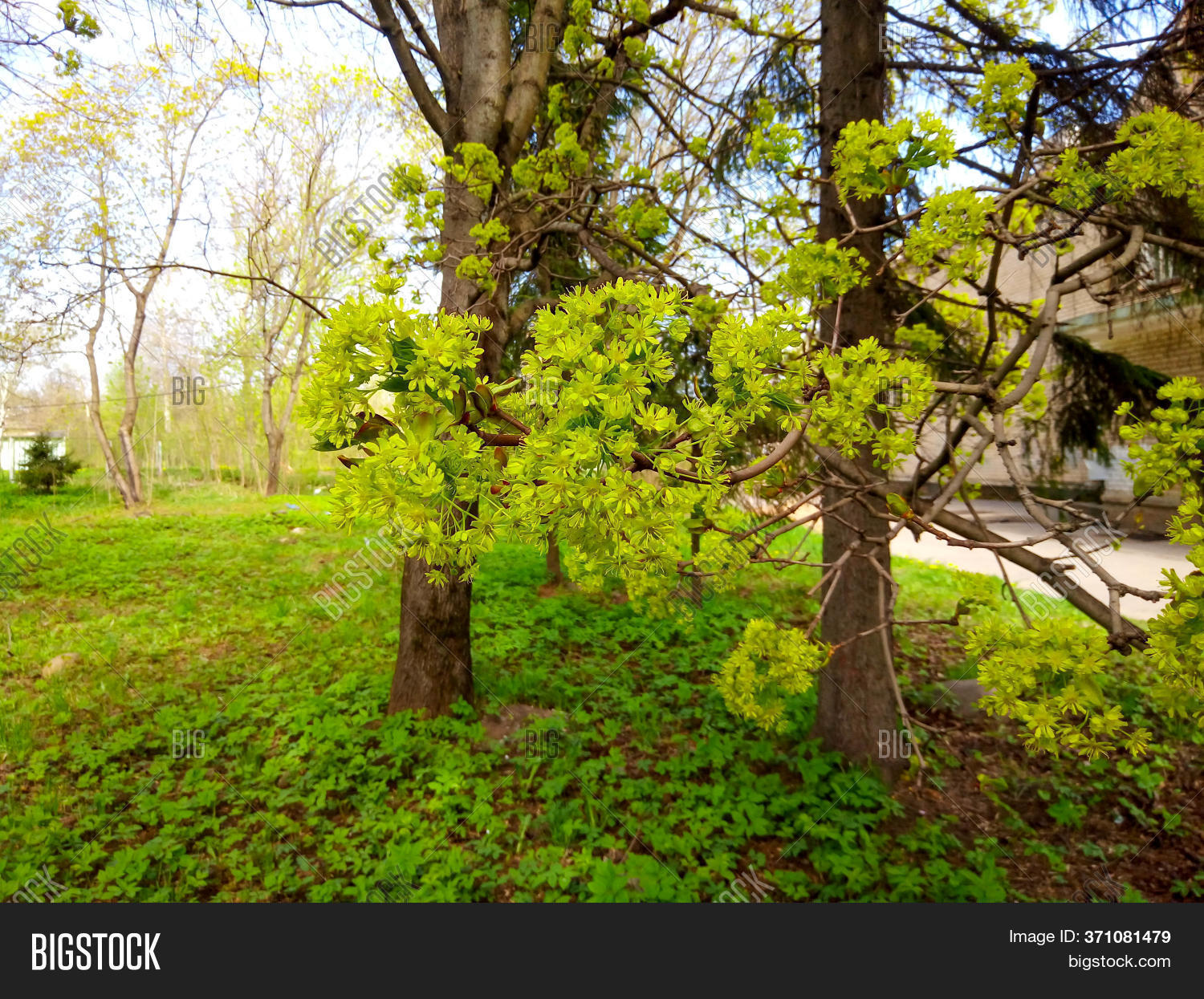 Maple, Blooming Spring Image & Photo (Free Trial) | Bigstock