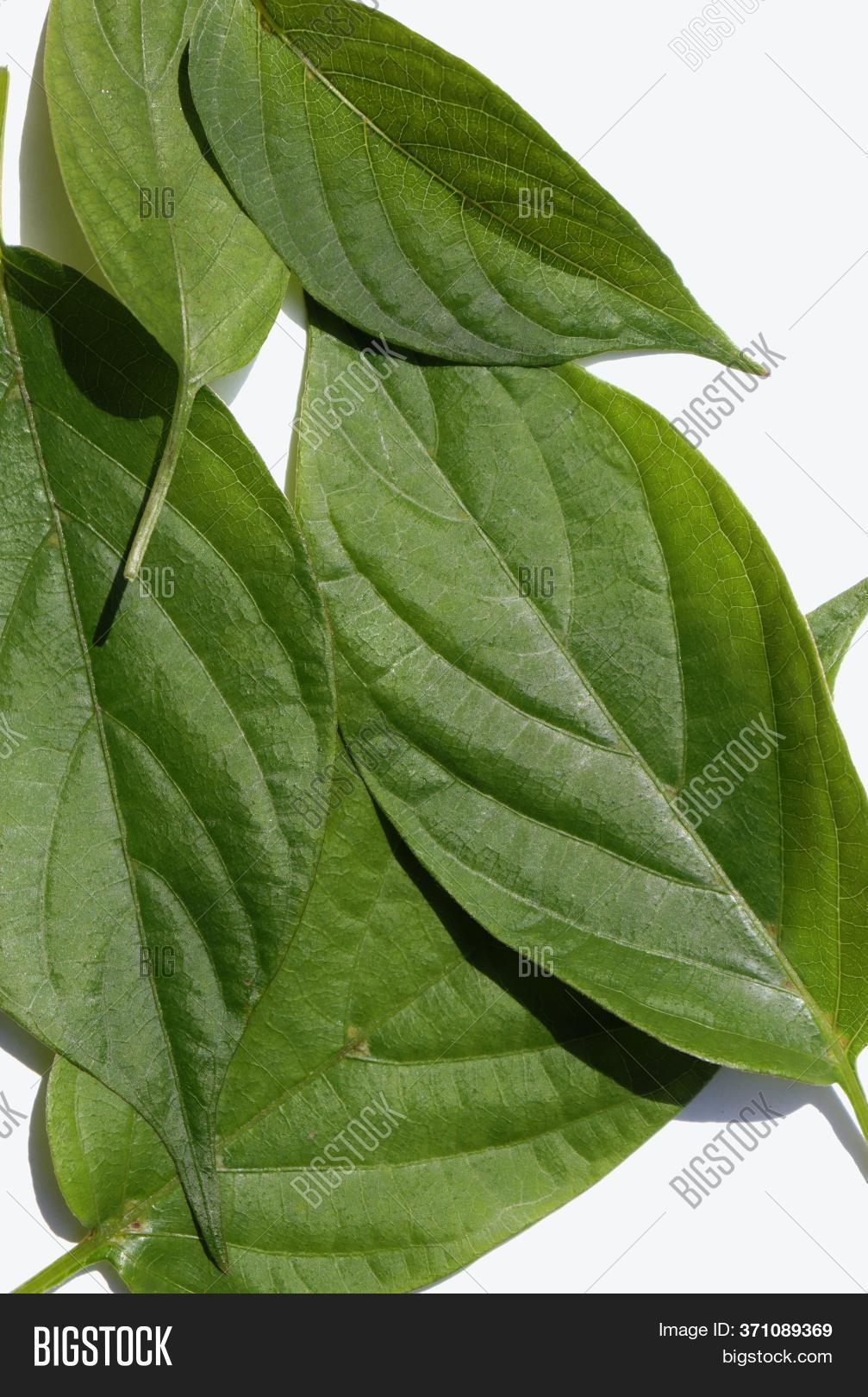 Closeup Skunk Vine, Image & Photo (Free Trial) | Bigstock