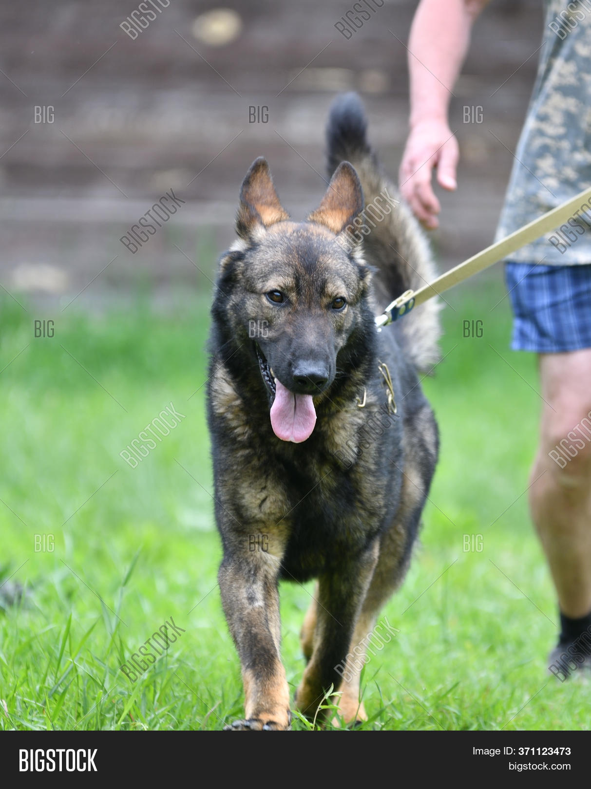 Dog Breed Herder Image & Photo (Free Trial) | Bigstock