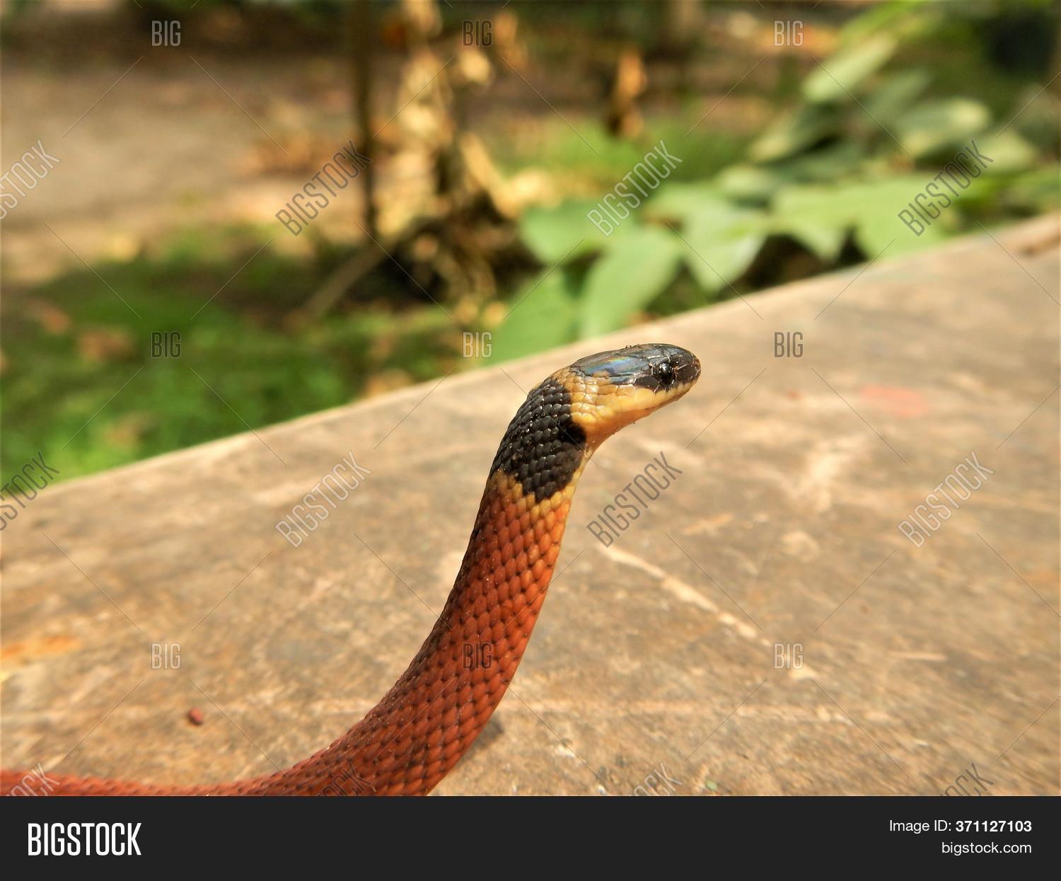 Ninia Sebae O Image & Photo (Free Trial) | Bigstock