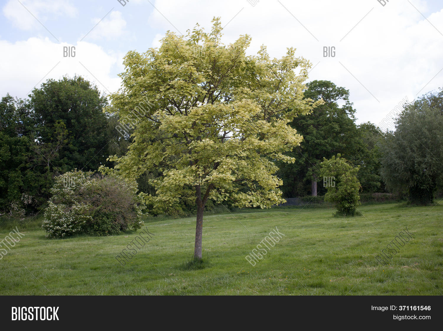 Sycamore Tree Park Image & Photo (Free Trial) | Bigstock