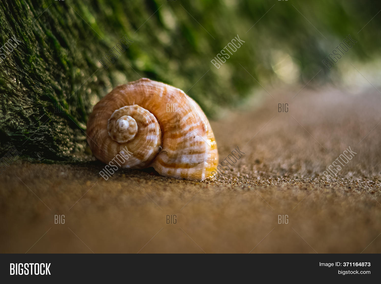 Big Seashell On Sand Image & Photo (Free Trial) | Bigstock
