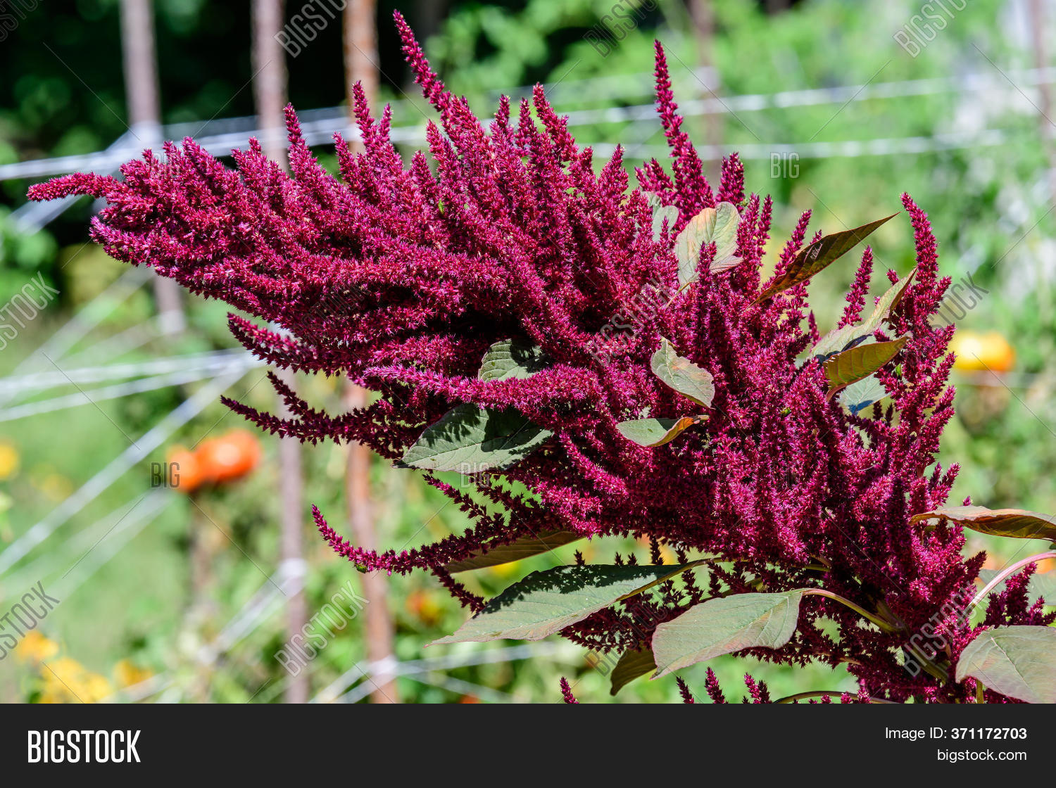 Many Red Flowers Image & Photo (Free Trial) | Bigstock