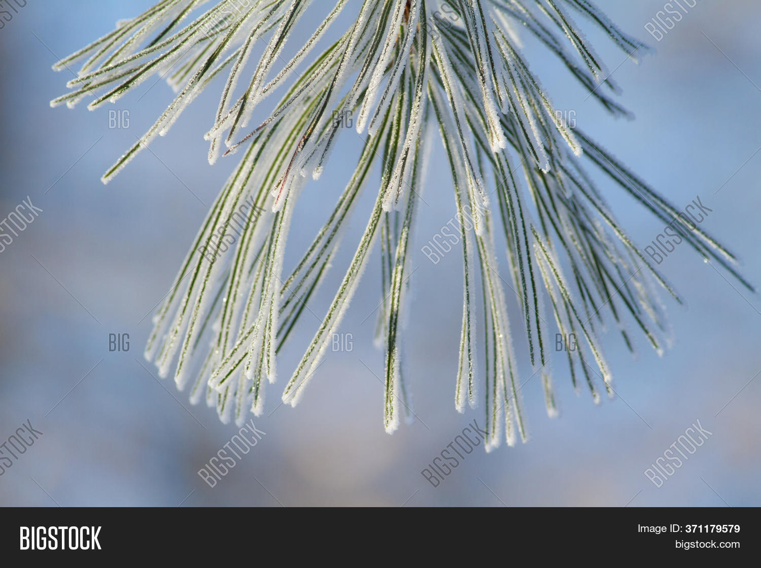 Hoarfrost On Plant. Image & Photo (Free Trial) | Bigstock