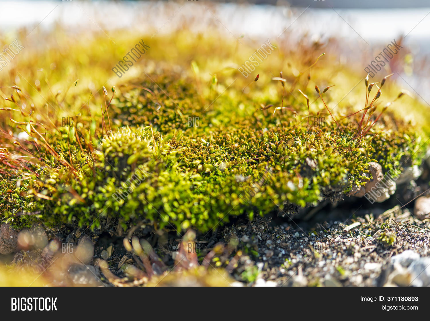 Rich Flora Moss Image & Photo (Free Trial) | Bigstock