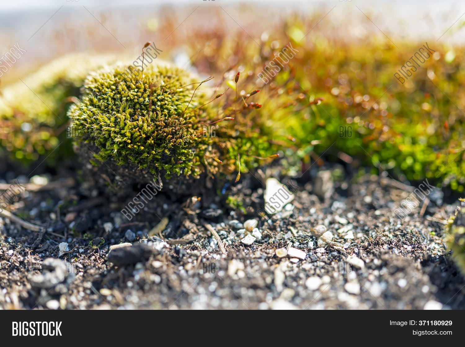 Rich Flora Moss Image & Photo (Free Trial) | Bigstock