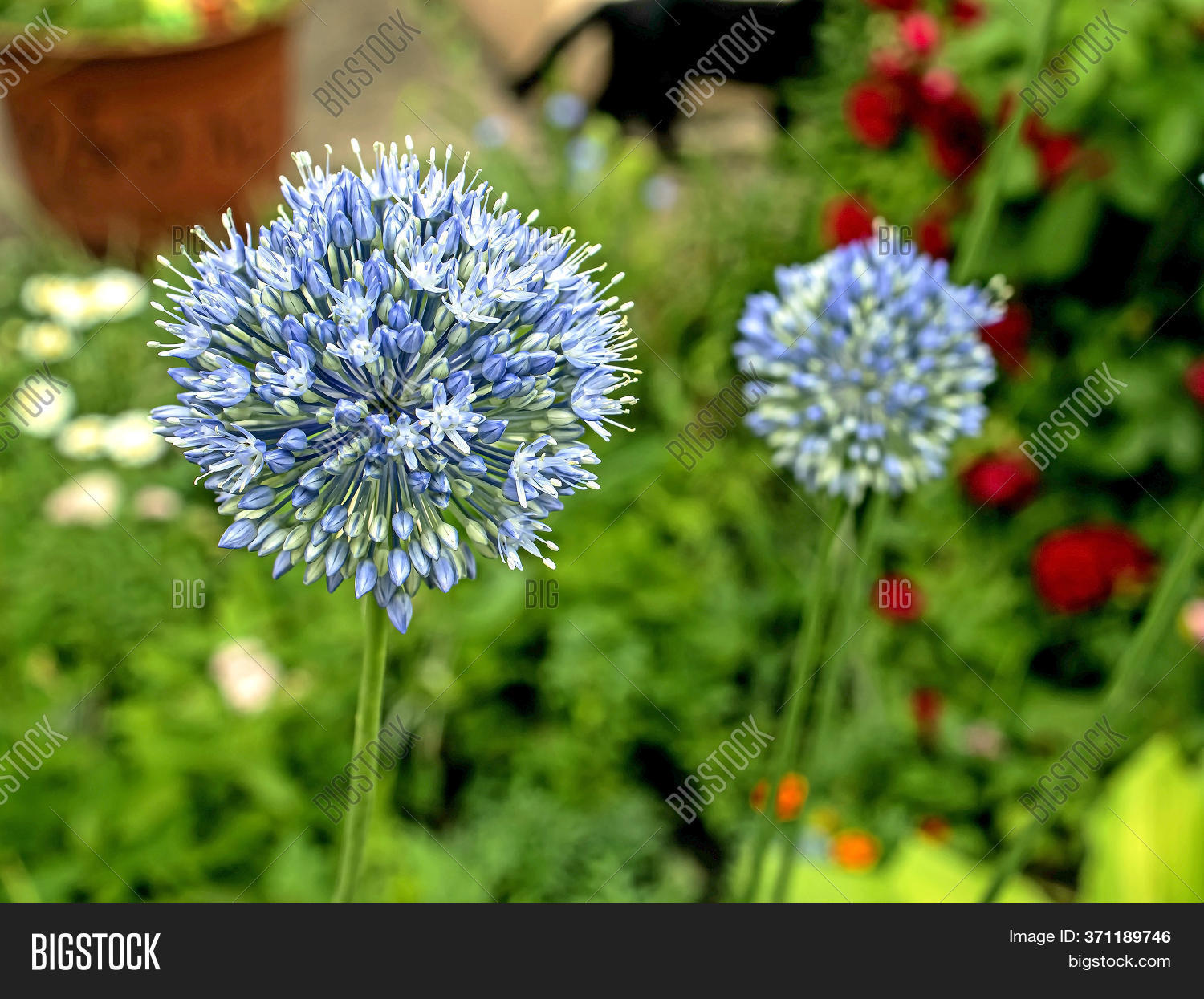 Blooming Blue Image & Photo (Free Trial) | Bigstock