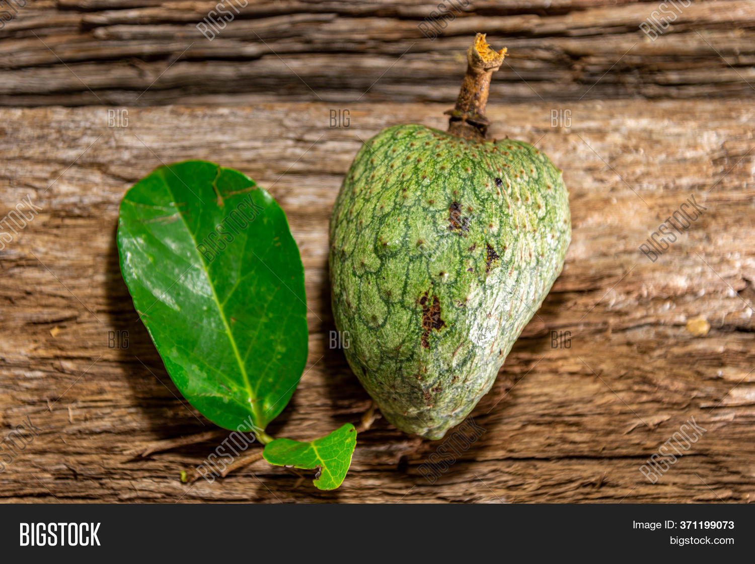 Atemoia Fruit Leaf ( Image & Photo (Free Trial) | Bigstock