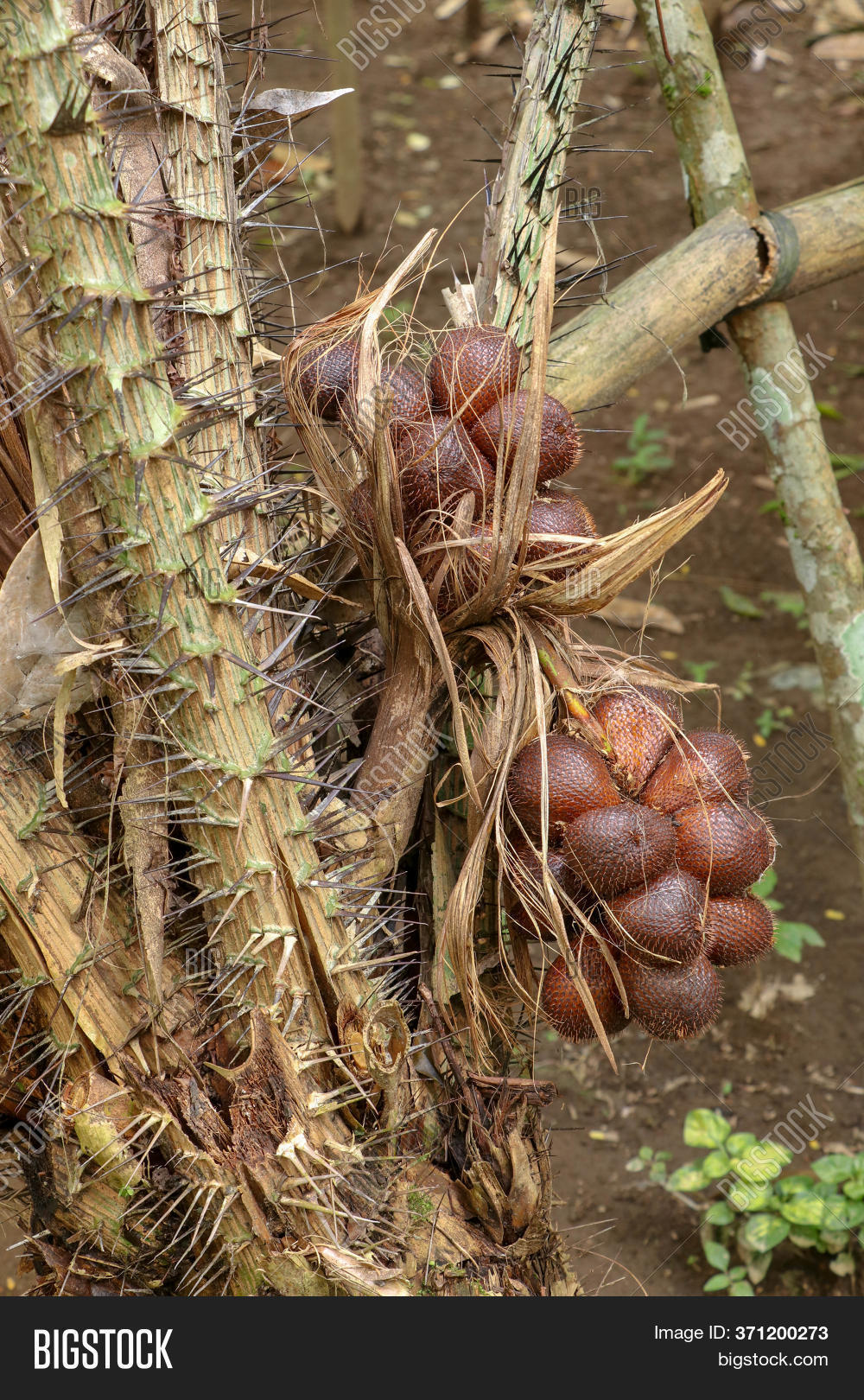 Bunch Tropical Salak Image & Photo (Free Trial) | Bigstock