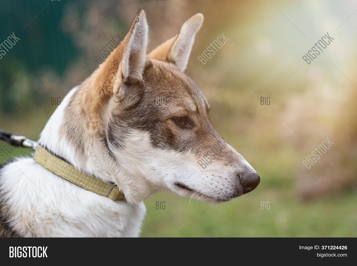 Portrait Dog On Leash Image & Photo (Free Trial) | Bigstock