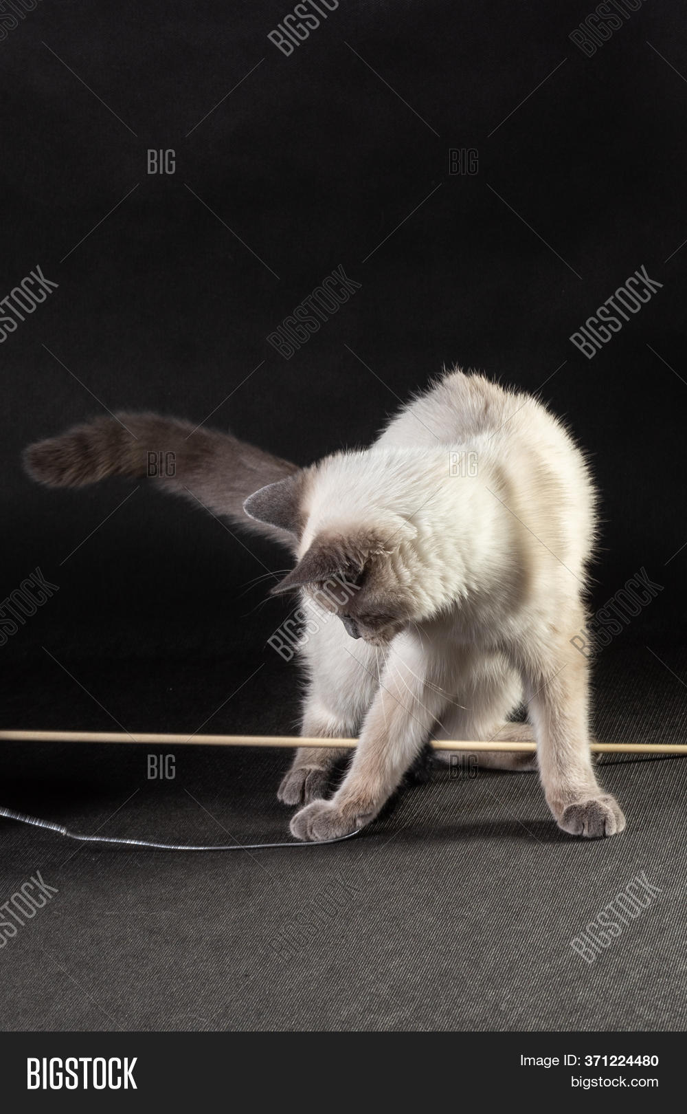 Kitten Plays Rope On Image & Photo (Free Trial) | Bigstock