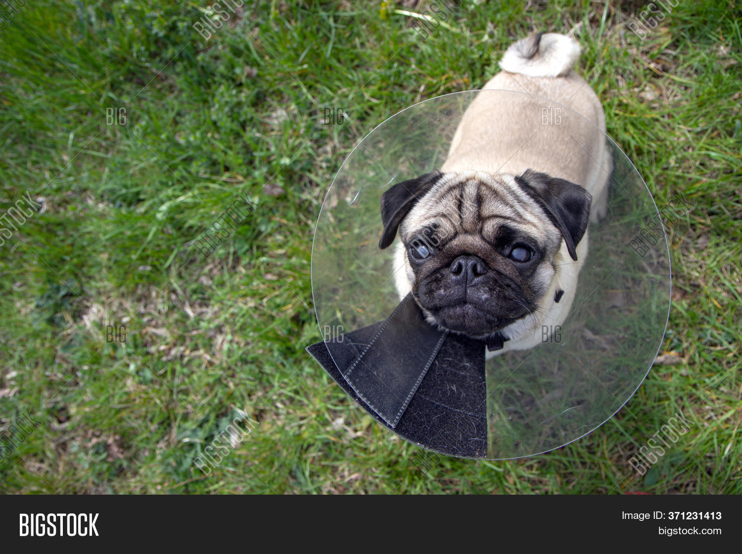 Pug Dog While Wearing Image & Photo (Free Trial) | Bigstock