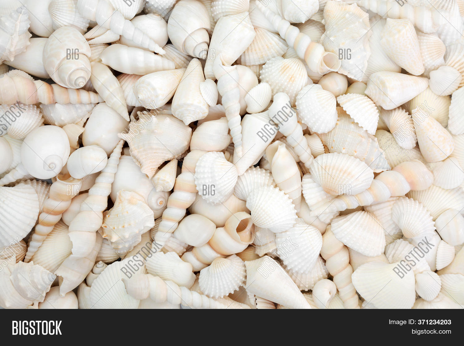 White Seashell Image & Photo (Free Trial) | Bigstock