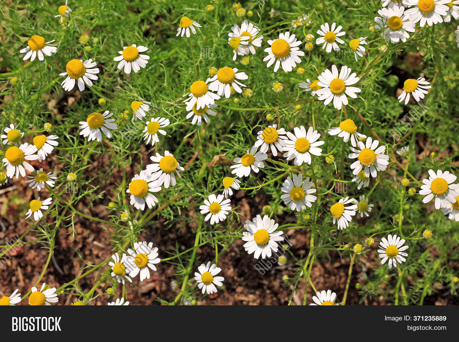 Matricaria Chamomilla Image & Photo (Free Trial) | Bigstock