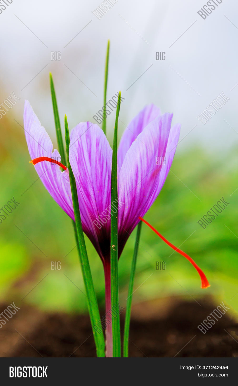 Saffron Flowering. Image & Photo (Free Trial) | Bigstock