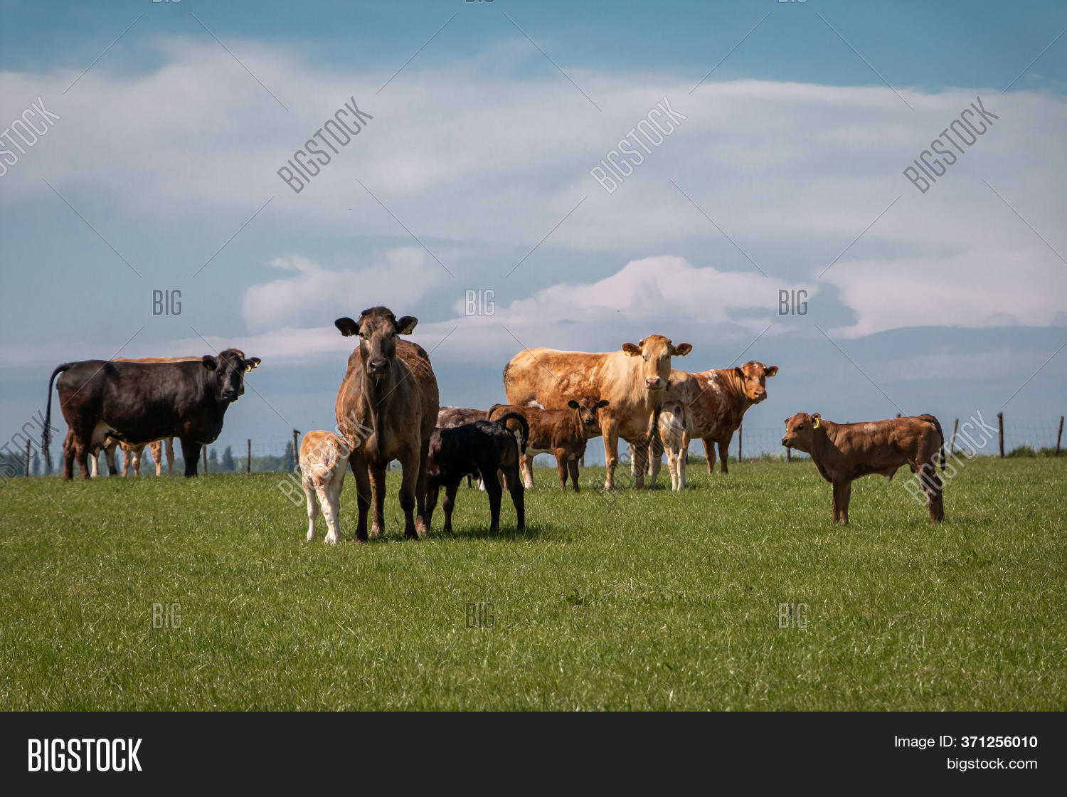 Dutch Cows Idyllic Image & Photo (Free Trial) | Bigstock