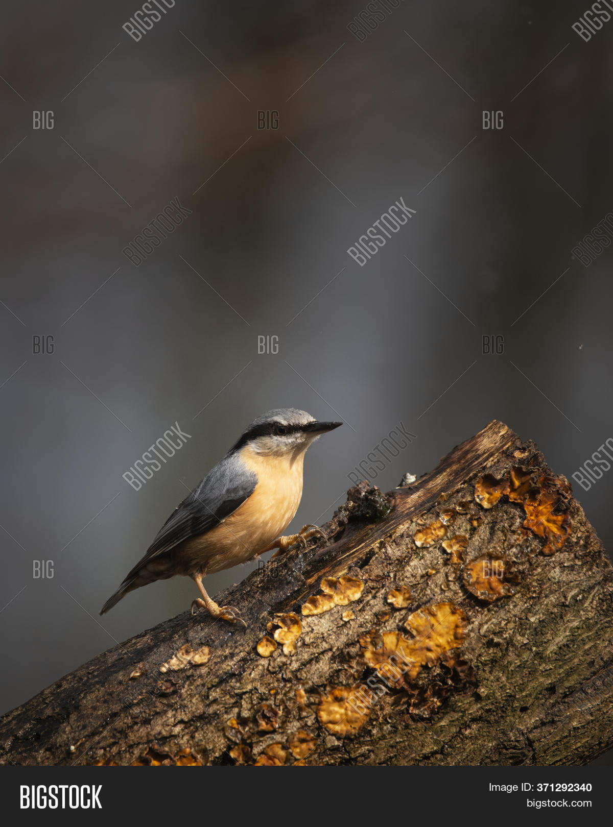 Beautiful On Nuthatch Image & Photo (Free Trial) | Bigstock