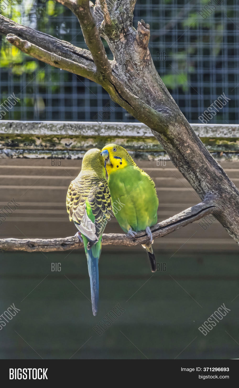 Two Green Parakeets, Image & Photo (Free Trial) | Bigstock