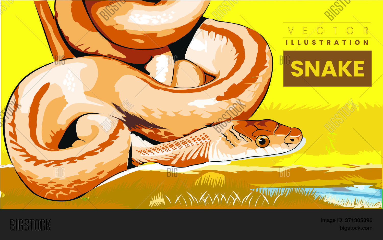 Viper Snake Closeup Vector & Photo (Free Trial) | Bigstock