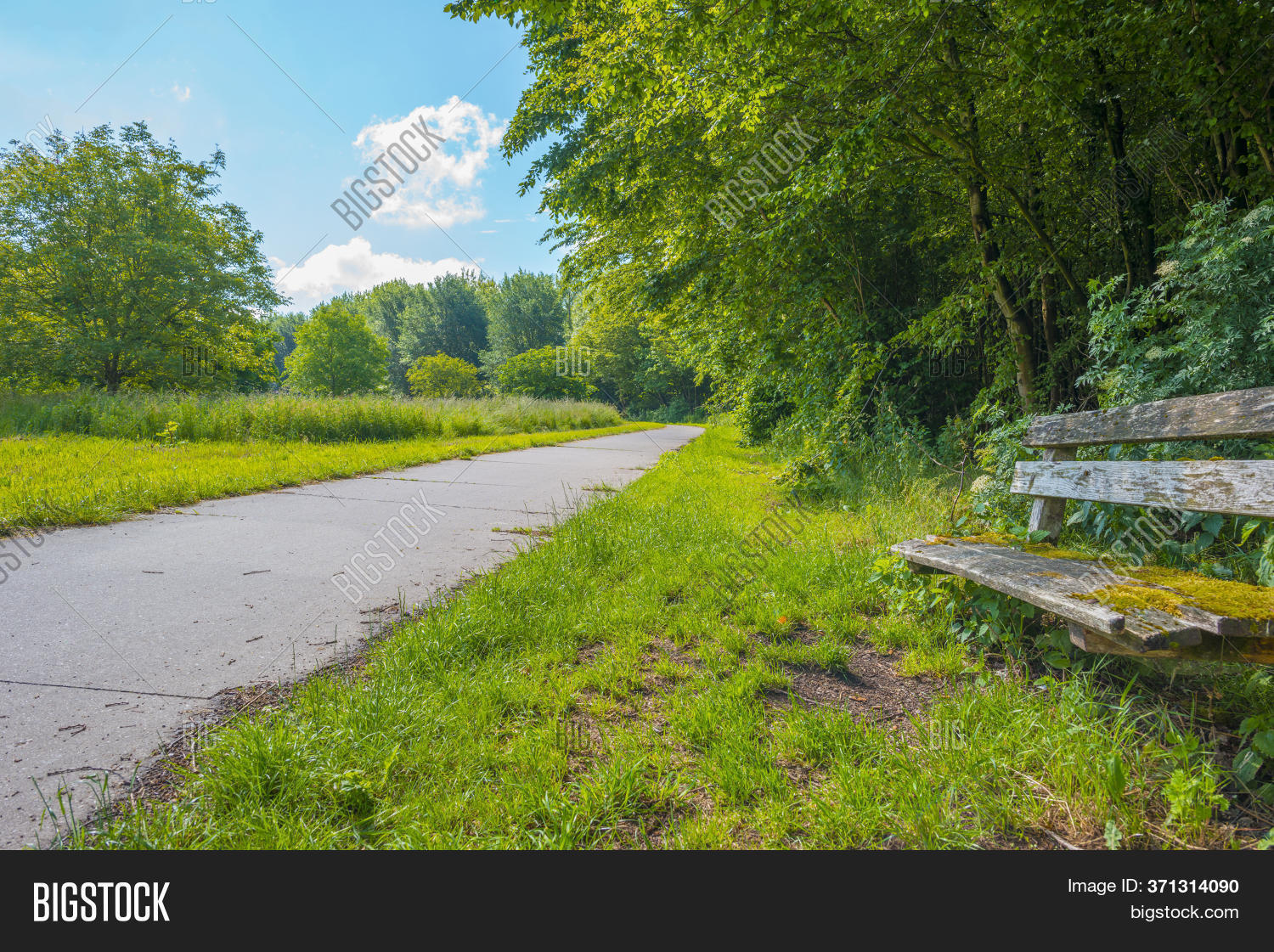 Lush Green Foliage Image & Photo (Free Trial) | Bigstock