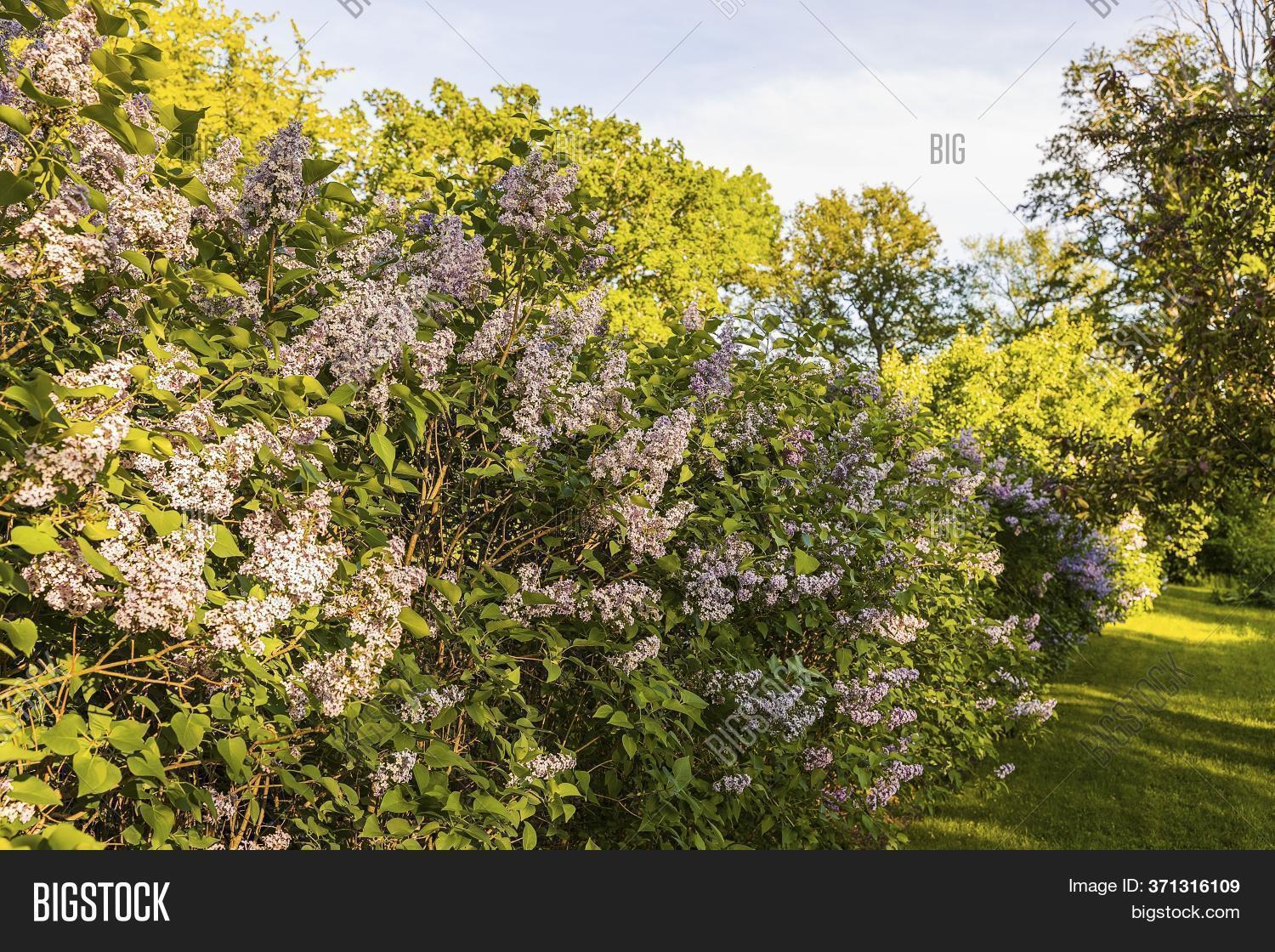 Close View Beautiful Image & Photo (Free Trial) | Bigstock
