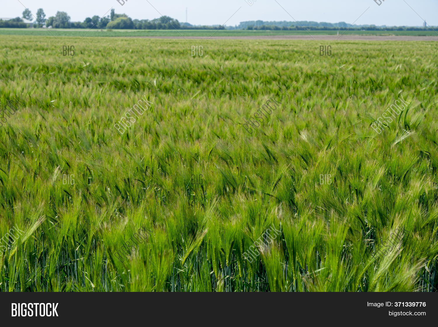 Spring Barley Grain Image & Photo (Free Trial) | Bigstock