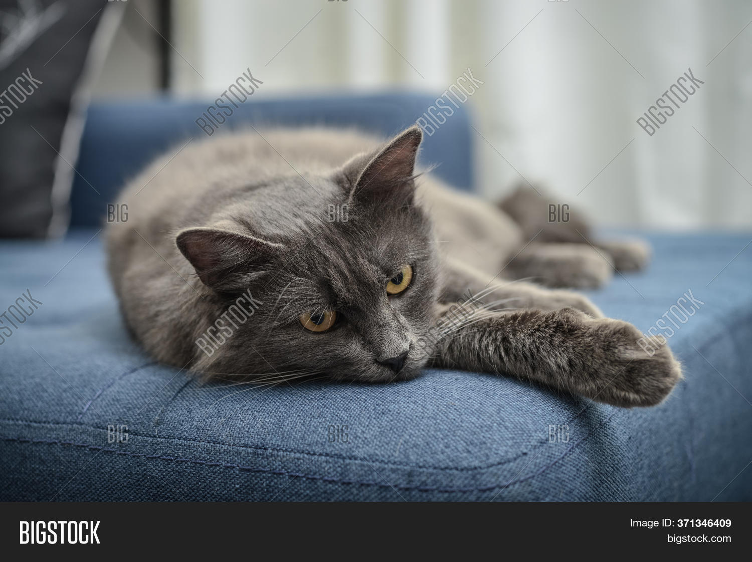Gray Cat Nebelung Cat Image & Photo (Free Trial) | Bigstock